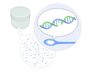 DFI検査とは - 精子の質 改善ラボ
